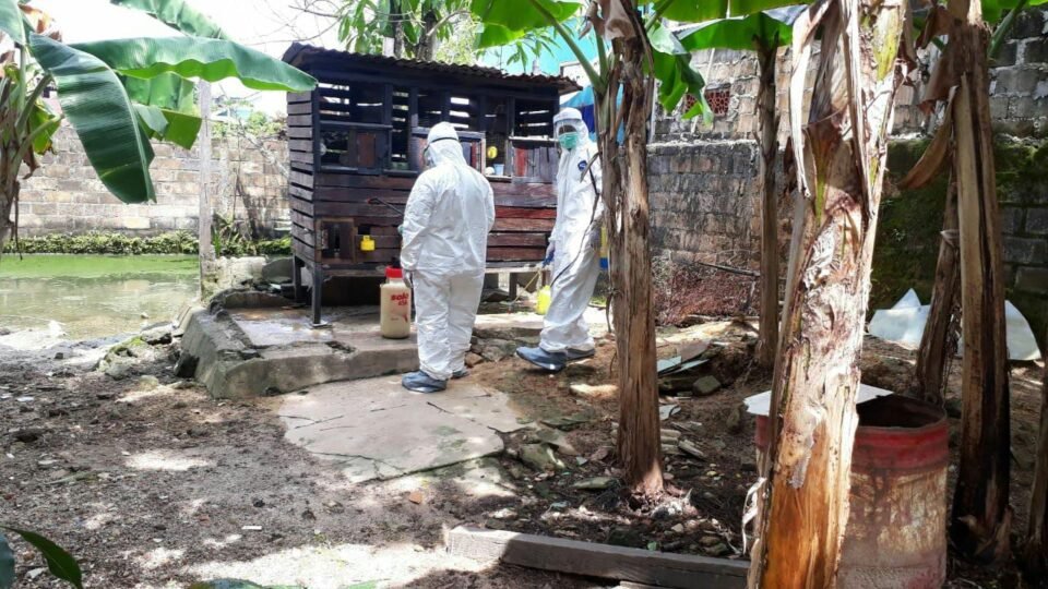 Kenali Gejala Flu Burung - National Media Nusantara